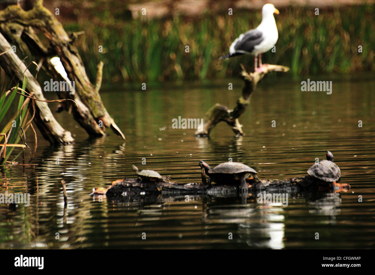 Family of turtles hi-res stock photography and images - Alamy