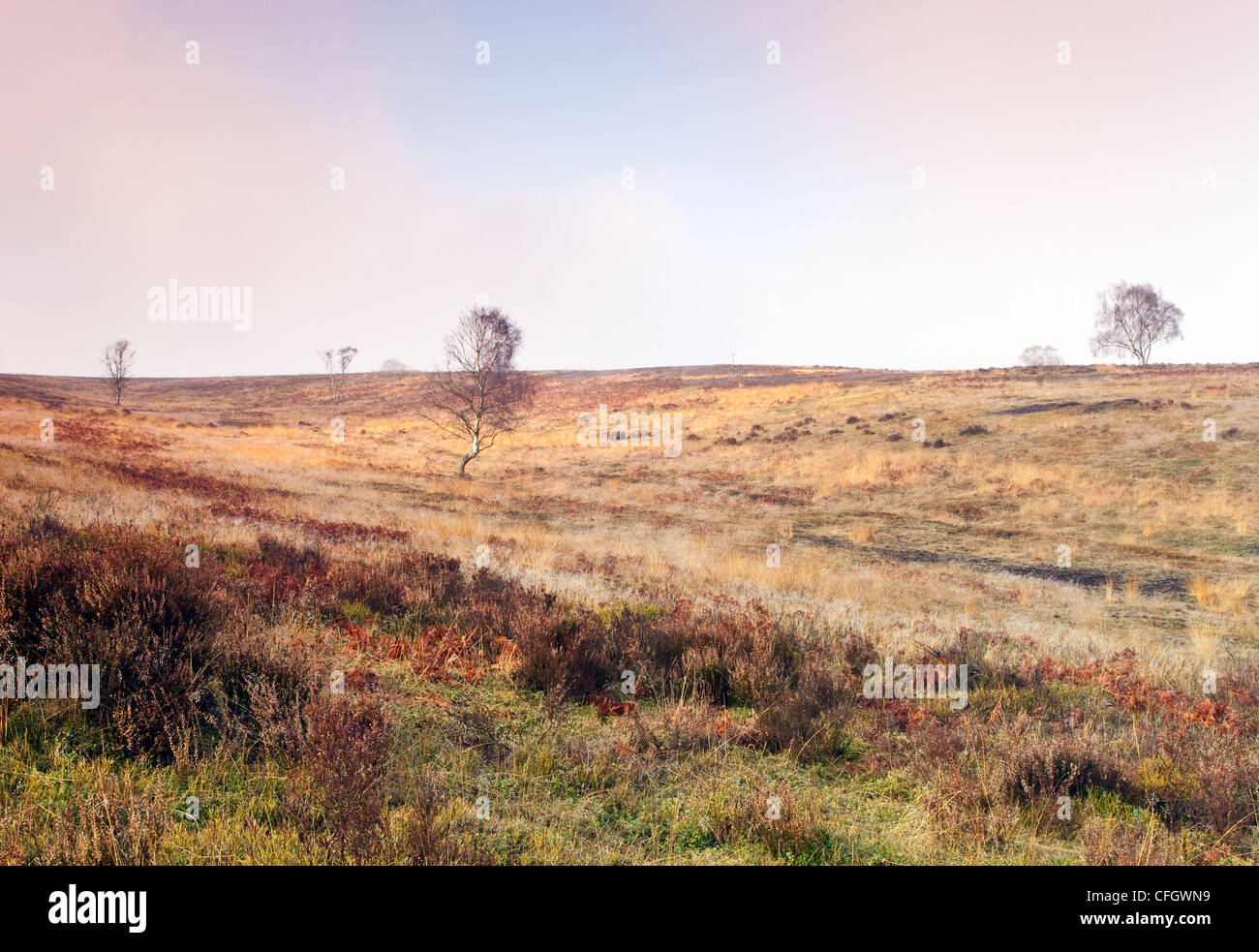 Morning Mist on Cannock Chase AONB (area of outstanding natural beauty ...