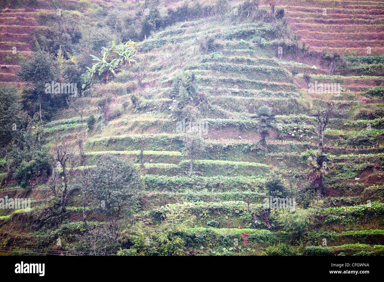 Longji (Dragon's Backbone) Terraced Rice Fields, Longsheng, China Stock ...