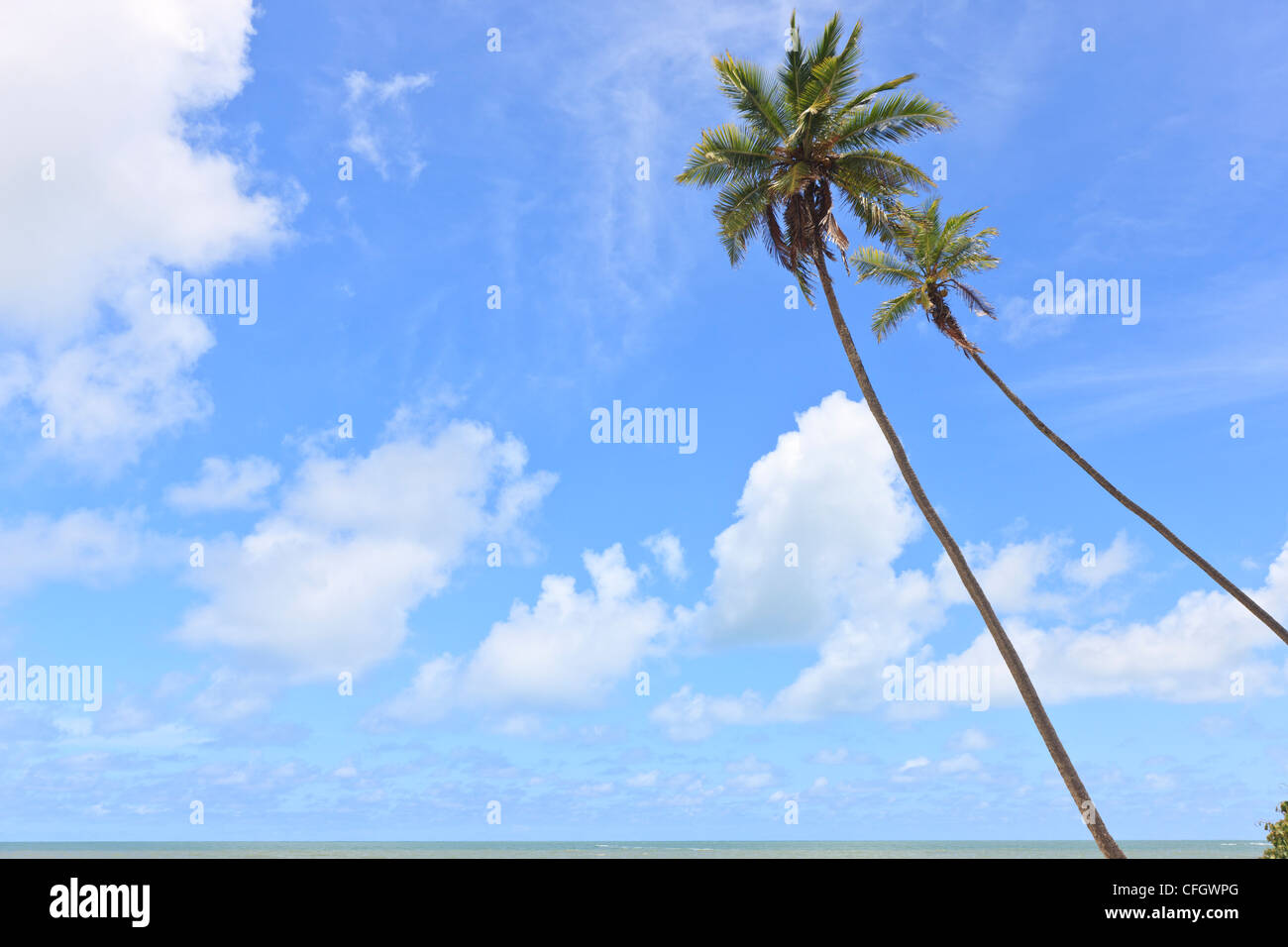 Palm trees, Praia de Tabatinga, Tabatinga Beach, Paraiba, Brazil Stock ...