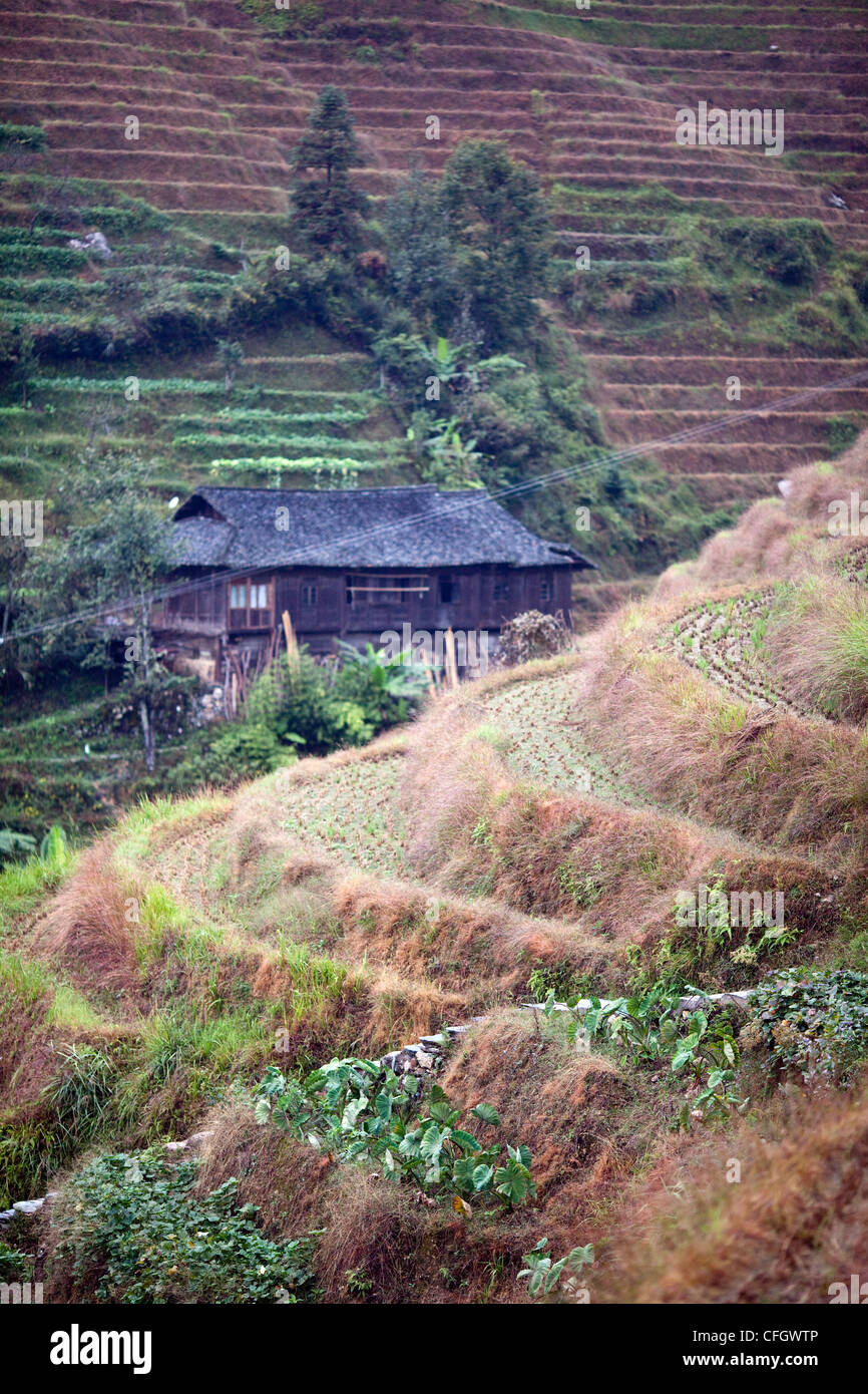 Longji (Dragon's Backbone) Terraced Rice Fields, Longsheng, China Stock ...