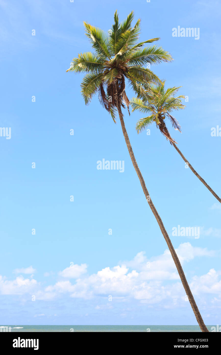 Palm trees, Praia de Tabatinga, Tabatinga Beach, Paraiba, Brazil Stock ...