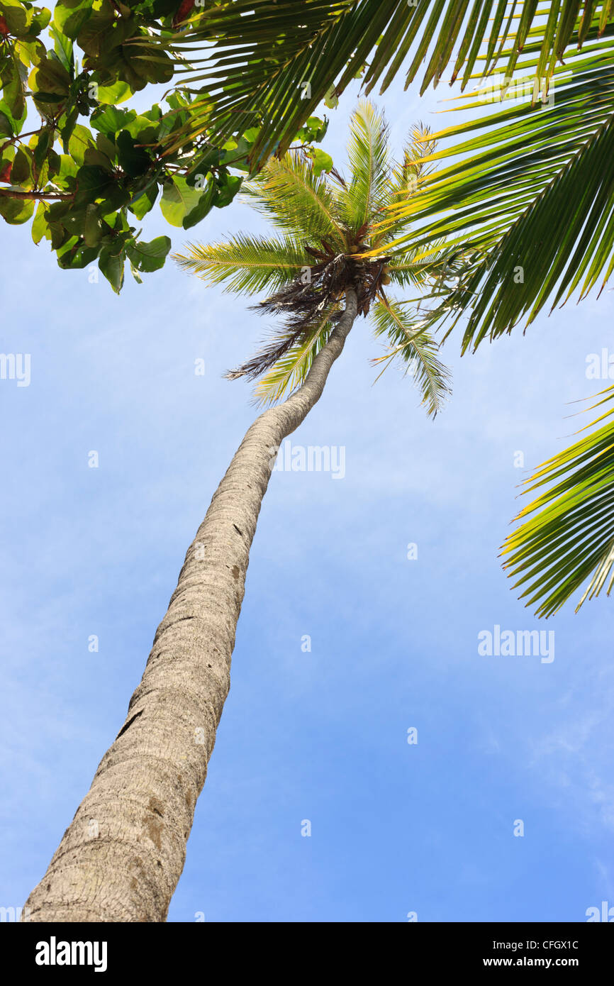 Palm trees, Praia de Tabatinga, Tabatinga Beach, Paraiba, Brazil Stock ...