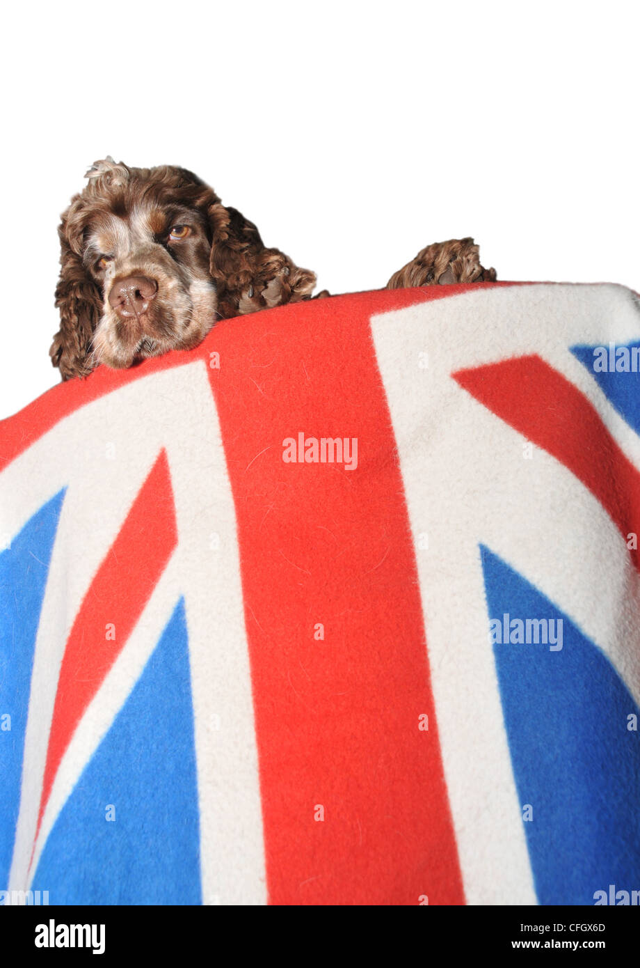 Union flag draped over hi-res stock photography and images - Alamy