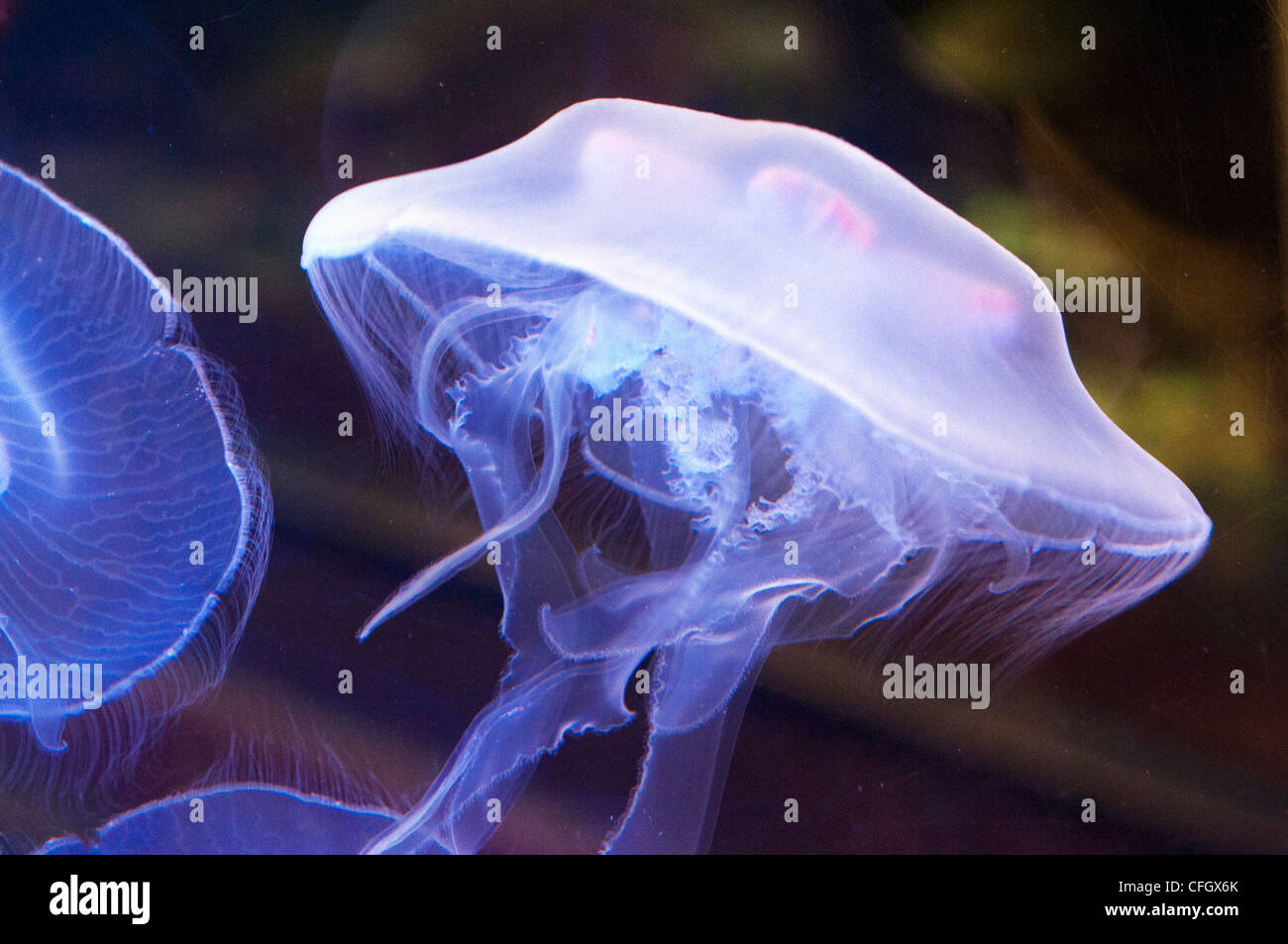 Jellyfish Moon jelly Stock Photo - Alamy
