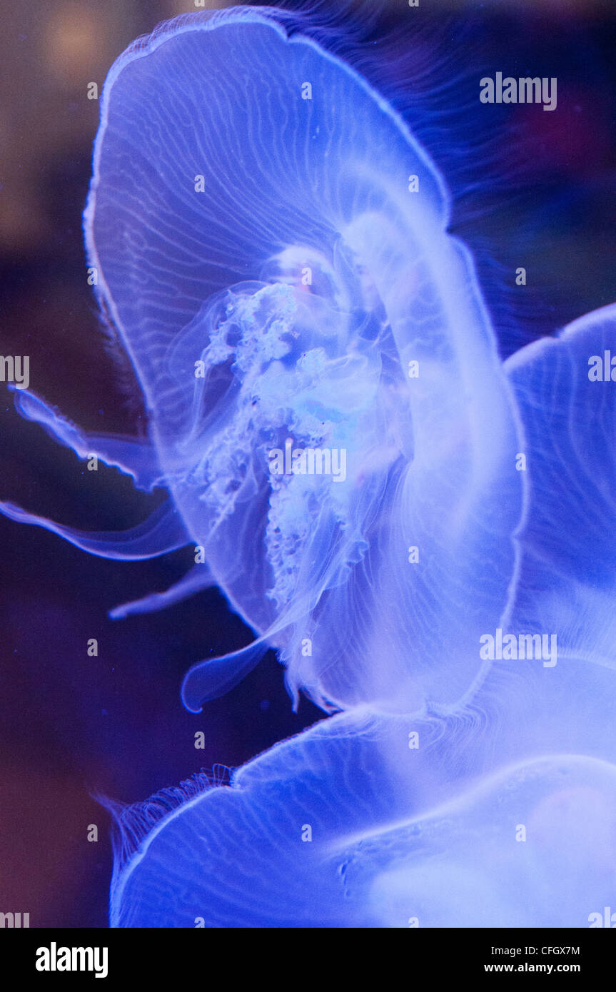 Multiple jellyfish hi-res stock photography and images - Alamy