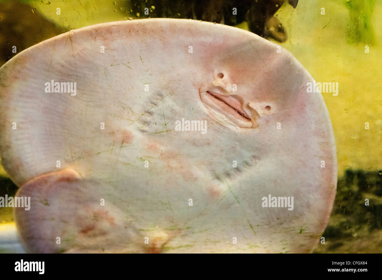 Thornback ray skate stingray Stock Photo - Alamy