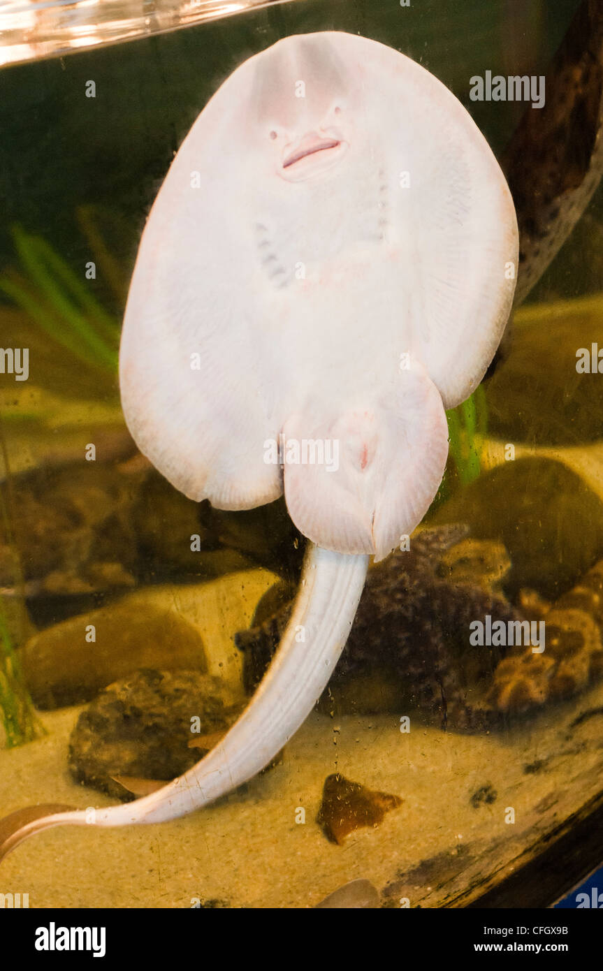 Thornback ray skate stingray Stock Photo - Alamy