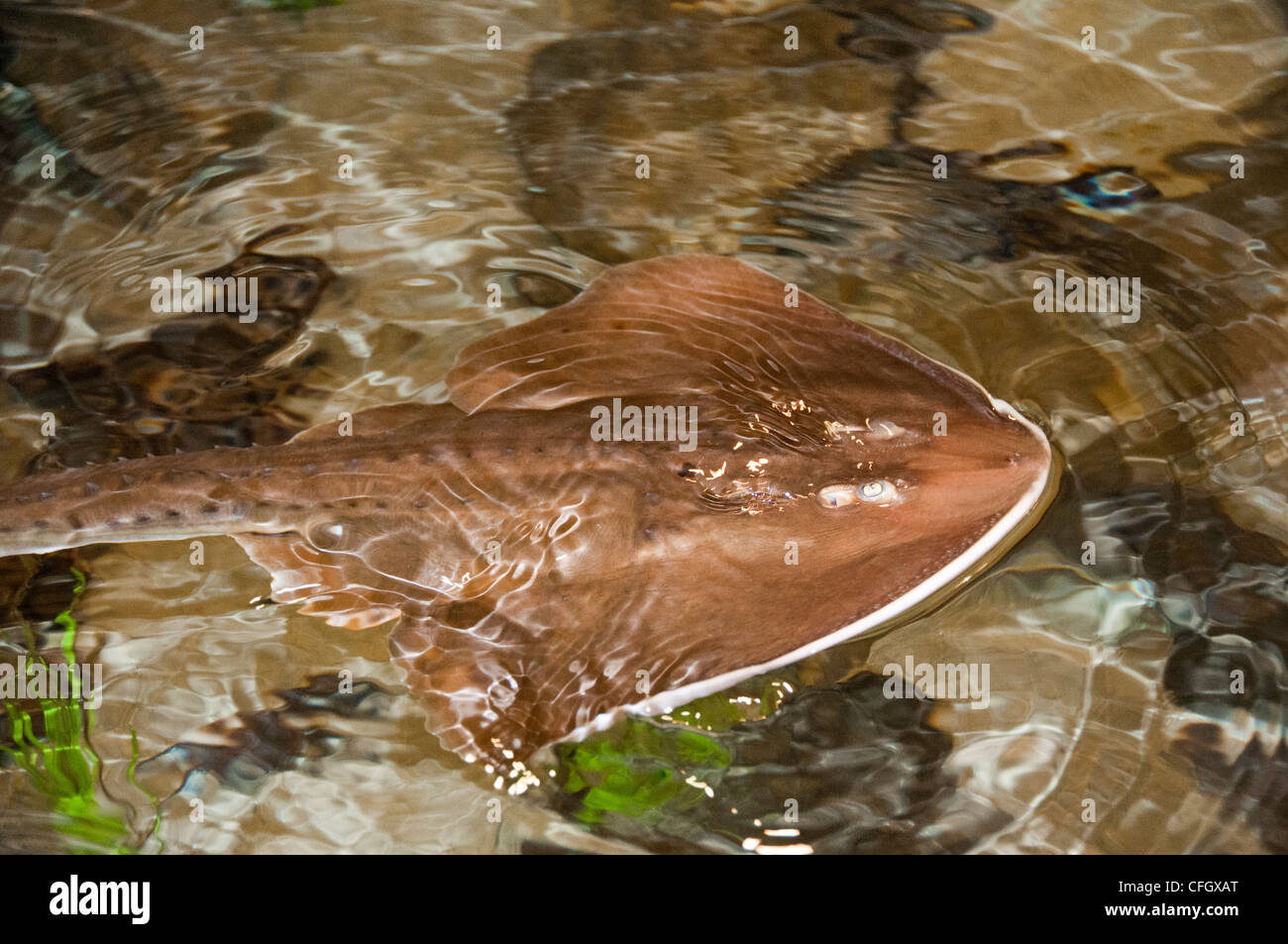 Thornback ray skate stingray Stock Photo - Alamy