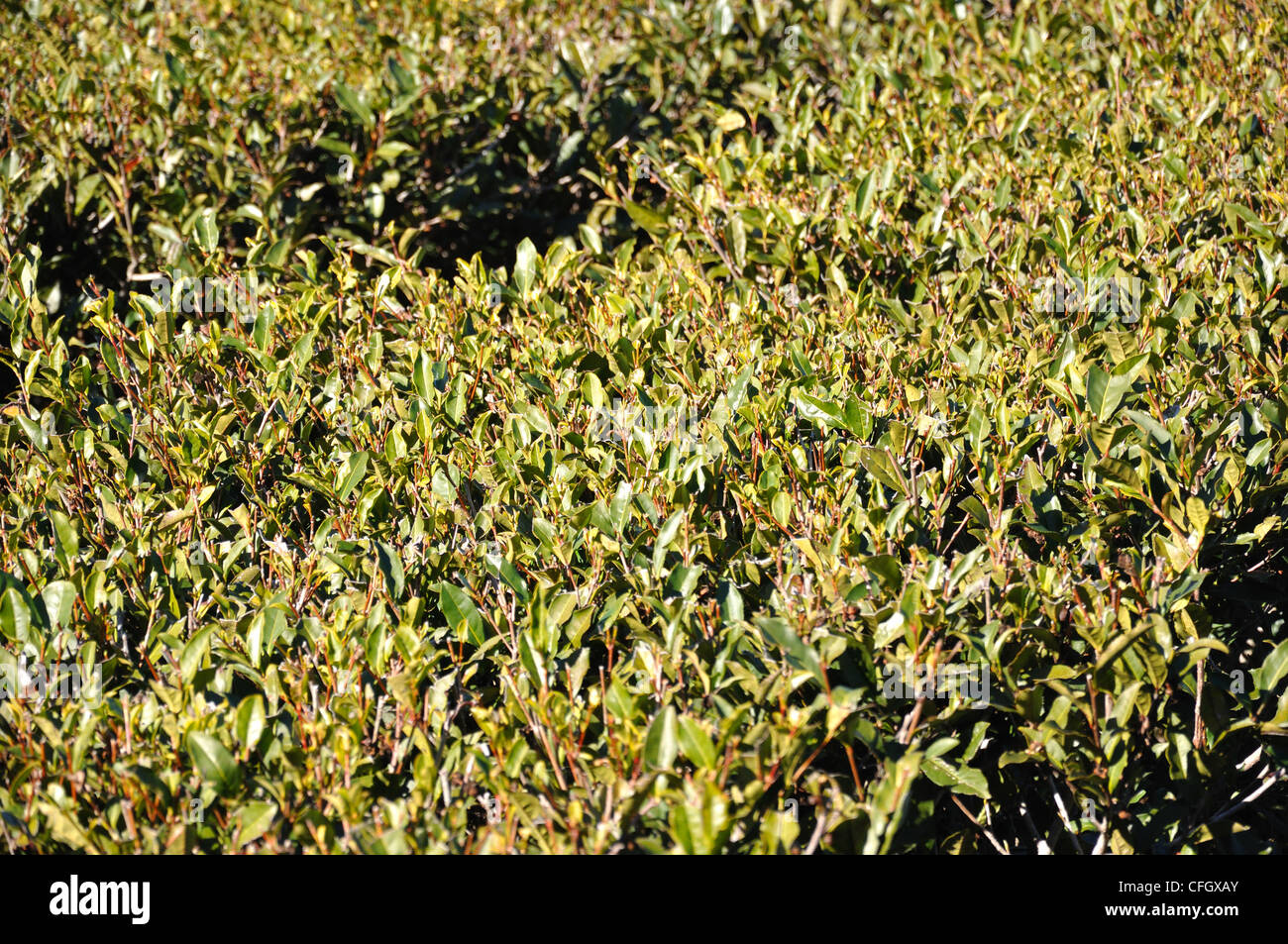 The Charleston Tea Plantation, South Carolina - the only place in the ...