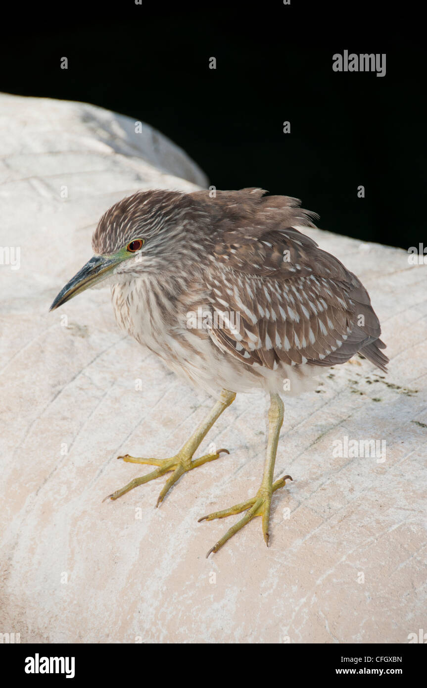 Small sea bird hi-res stock photography and images - Alamy