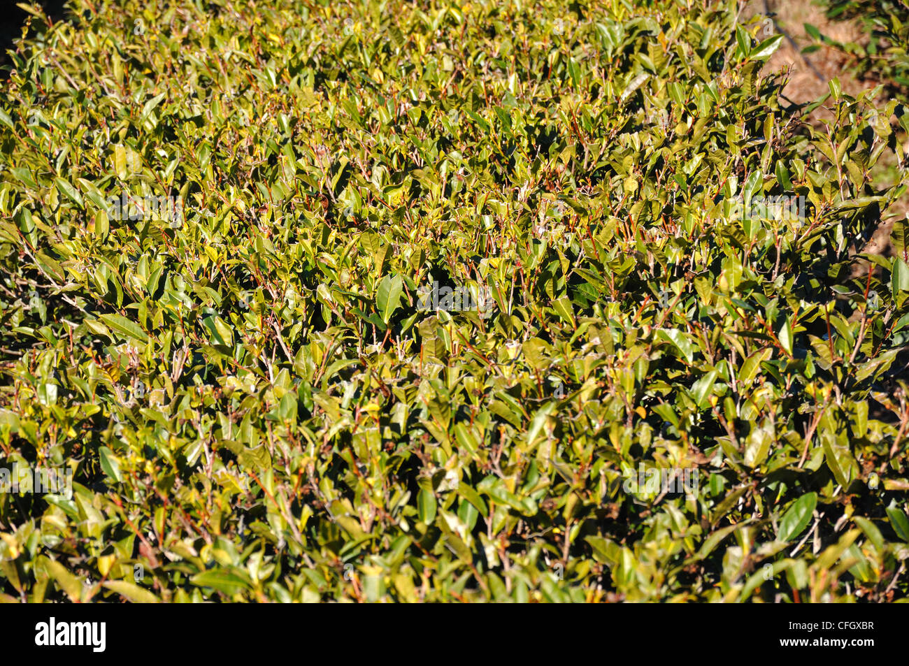 The Charleston Tea Plantation, South Carolina - the only place in the ...