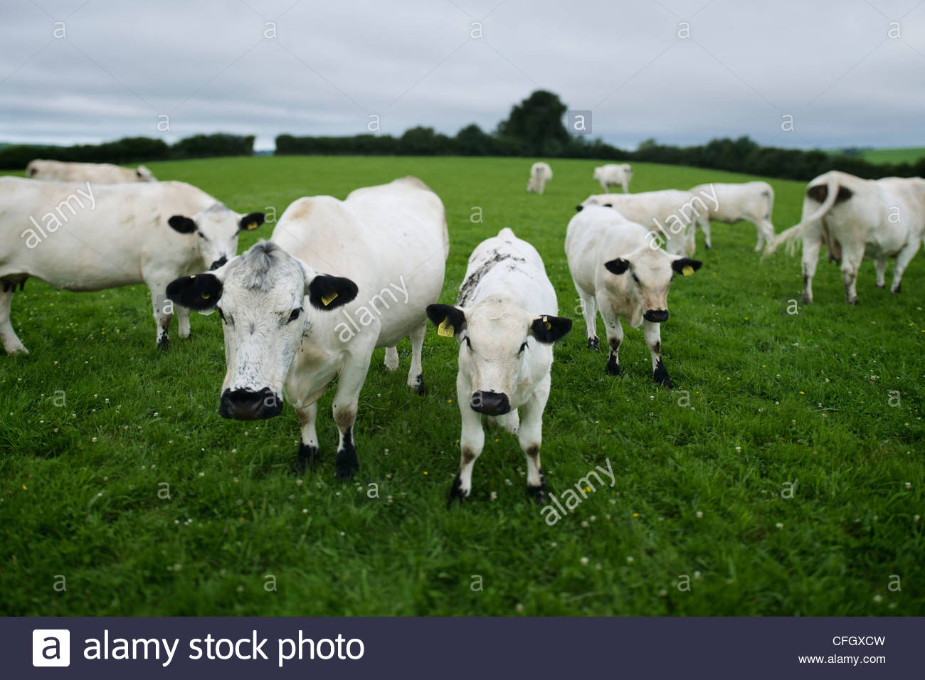 British White Cattle Stock Photos & British White Cattle Stock Images ...