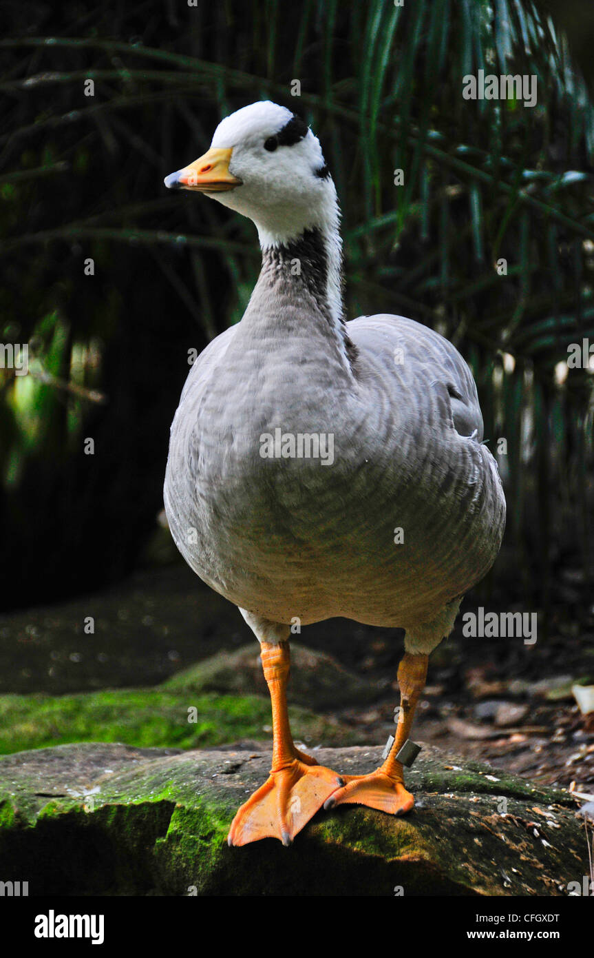 Bar Headed Goose Stock Photo - Alamy