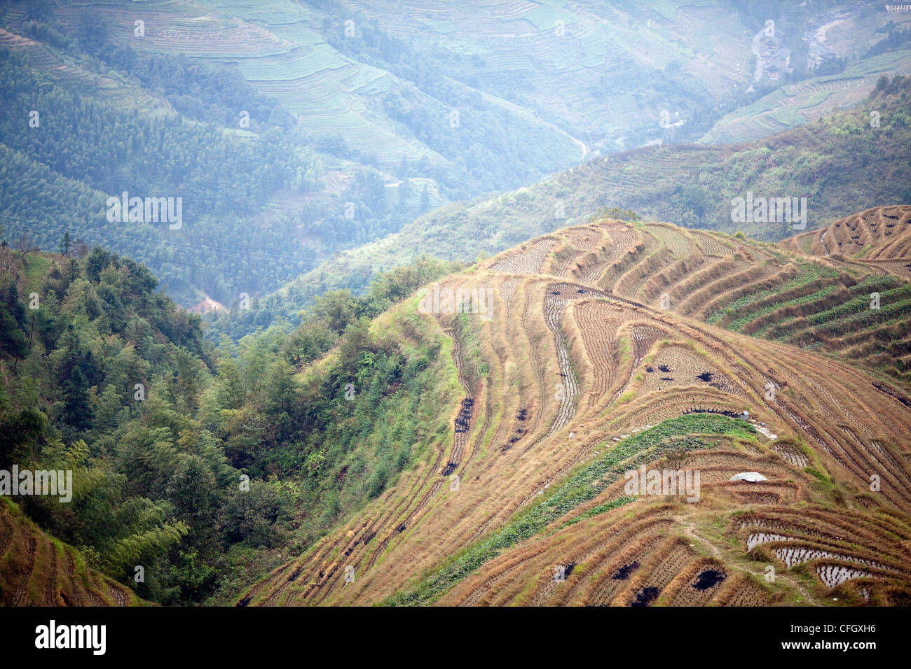 Longji (Dragon's Backbone) Terraced Rice Fields, Longsheng, China Stock ...