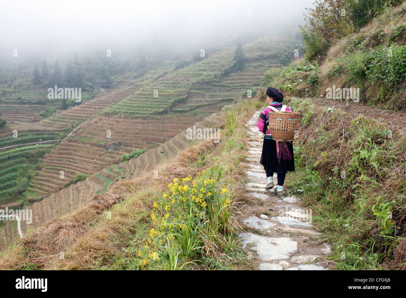 Longji (Dragon's Backbone) Terraced Rice Fields, Longsheng, China Stock ...