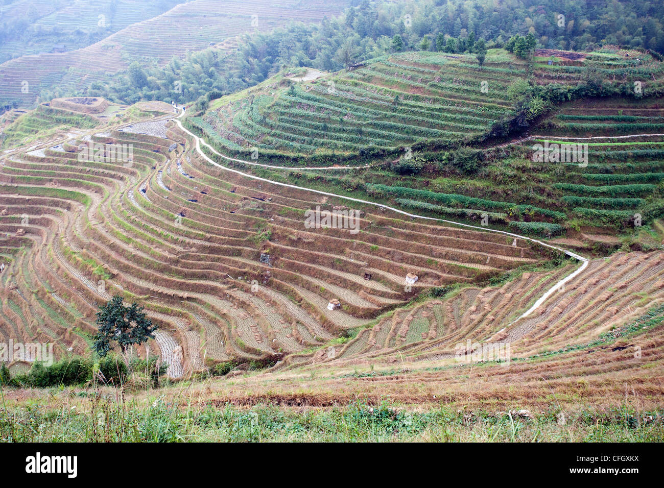 Longji (Dragon's Backbone) Terraced Rice Fields, Longsheng, China Stock ...