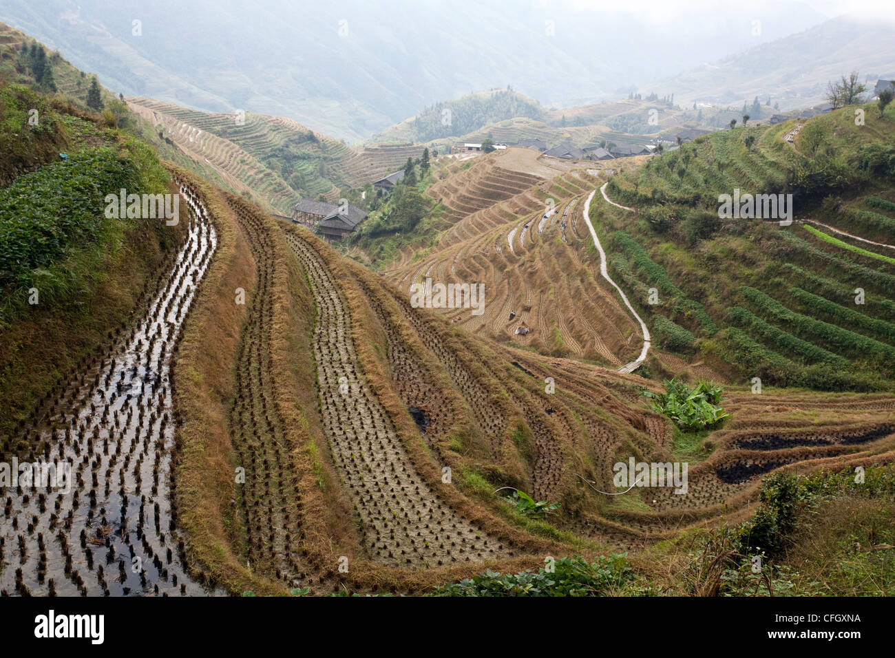 Longji (Dragon's Backbone) Terraced Rice Fields, Longsheng, China Stock ...