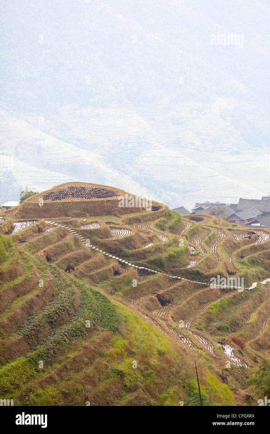 Longji (Dragon's Backbone) Terraced Rice Fields, Longsheng, China Stock ...