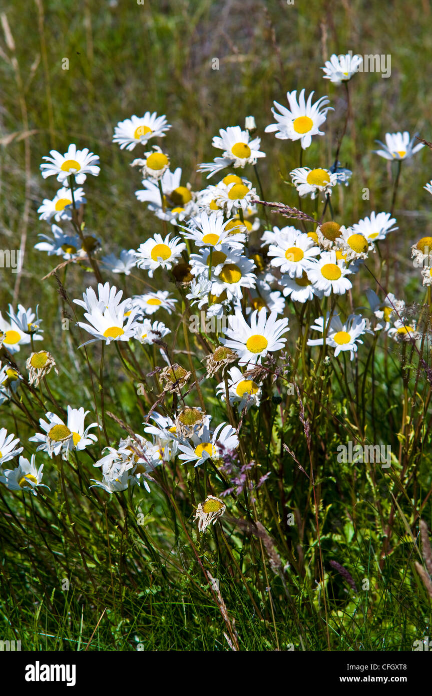 A cluster of Ox-eye Daisy flowers aka Marguerite on a grassy hillside ...