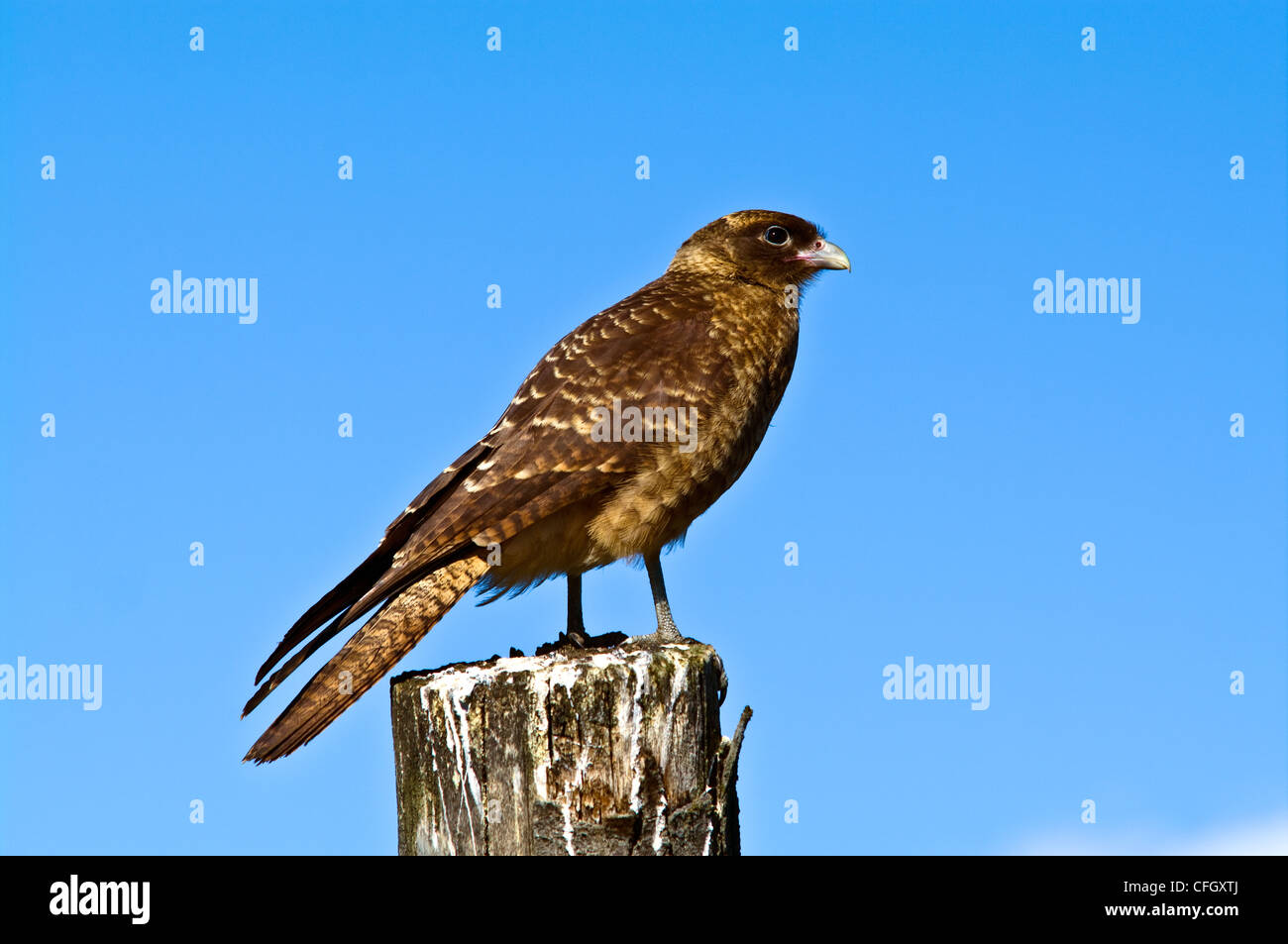 A Chimango Caracara, Milvago chimango, perched on a dead tree stump ...