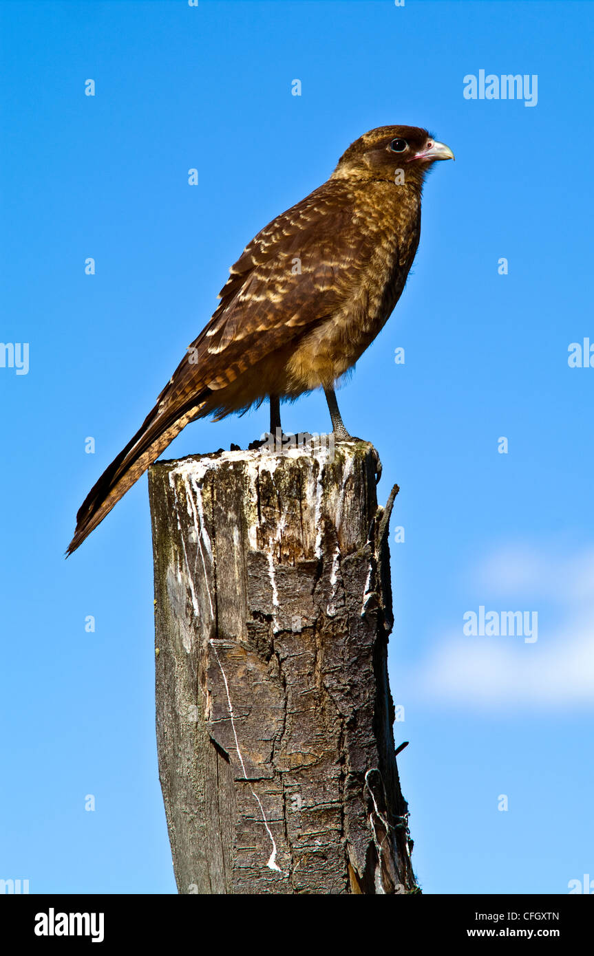 A Chimango Caracara, Milvago chimango, perched on a dead tree stump ...