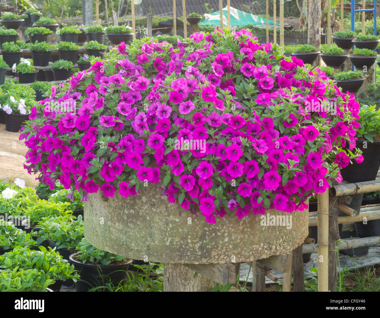Group of petunia flower hi-res stock photography and images - Alamy