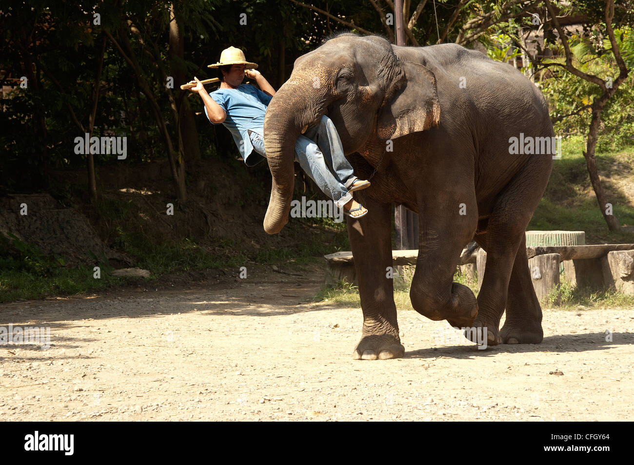 Elephant trunk carrying elephant hi-res stock photography and images ...