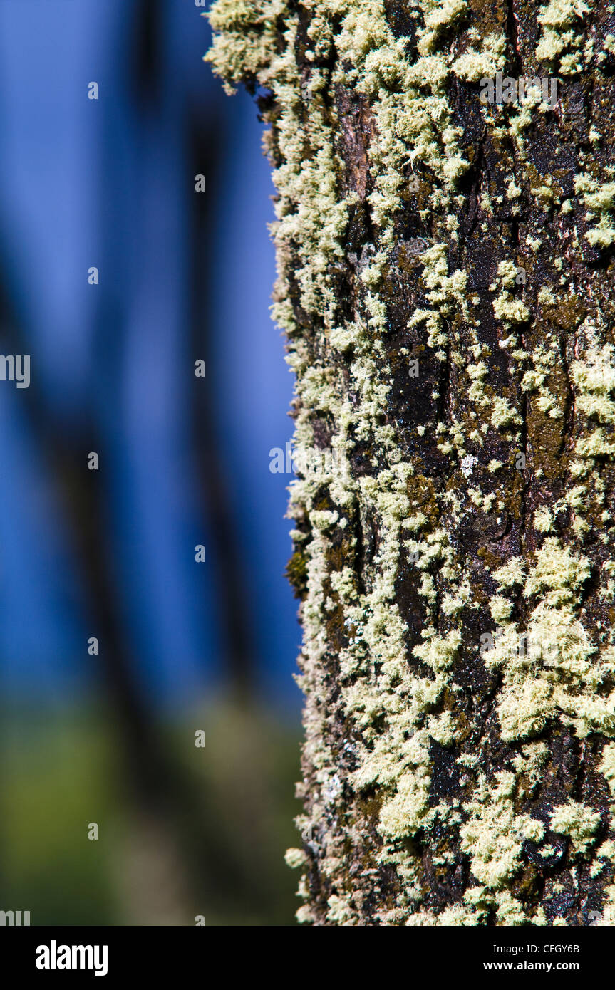 Coigue tree hi-res stock photography and images - Alamy