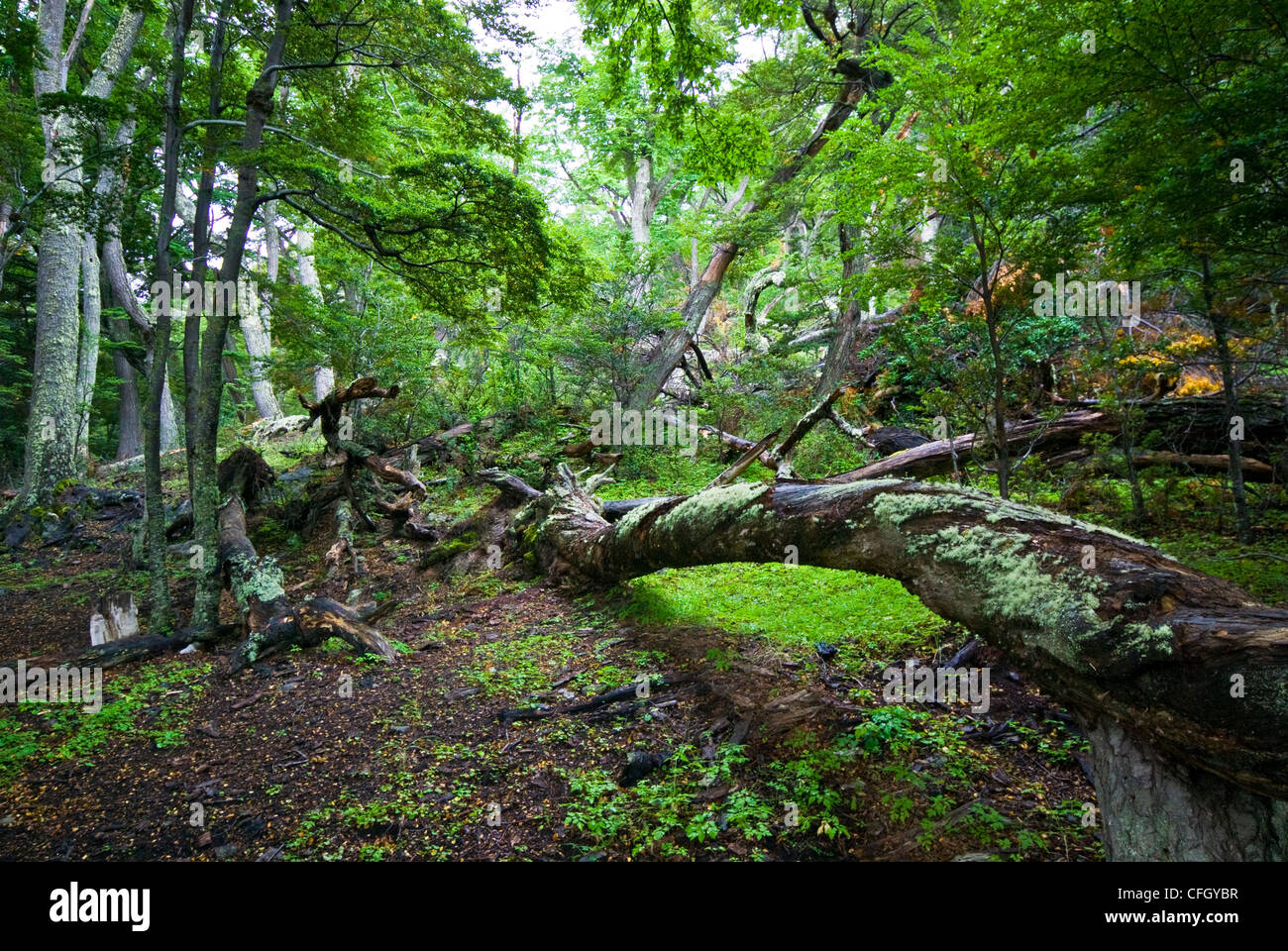 Moss covers the trunk of a fallen beech tree in a forest clearing Stock ...