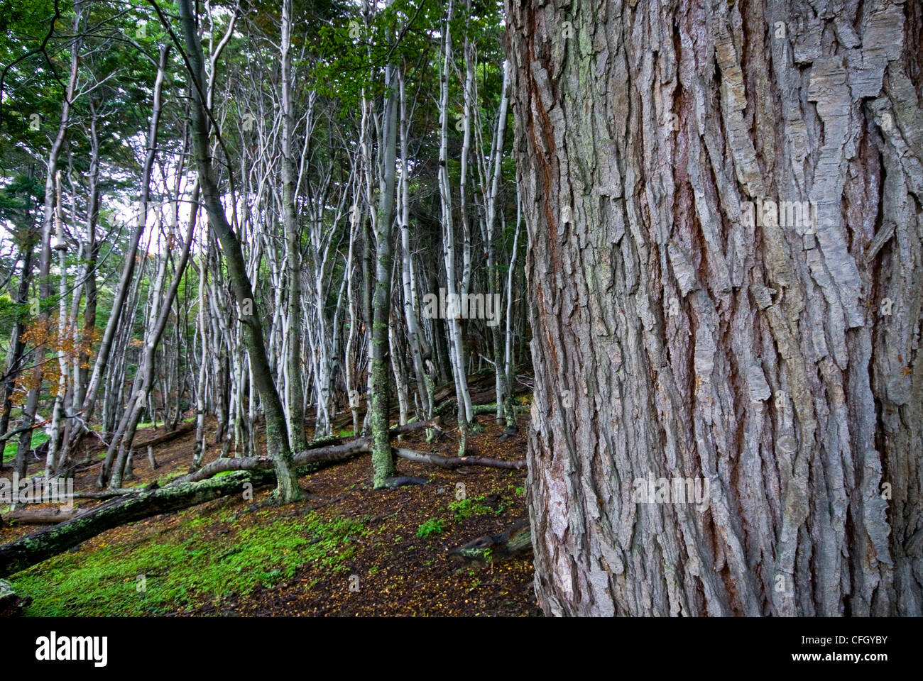 The ribbed bark of a beech tree trunk in a mountain forest clearing ...