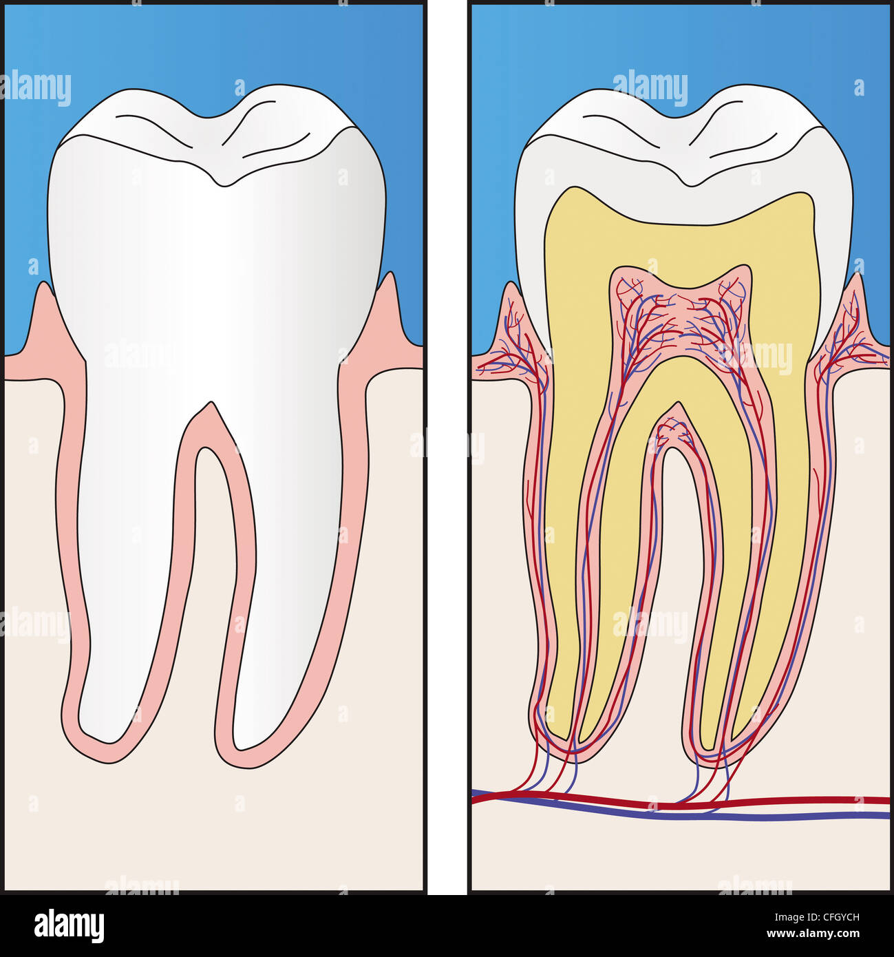 Healthy tooth and section of healthy tooth, vector ilustration Stock ...