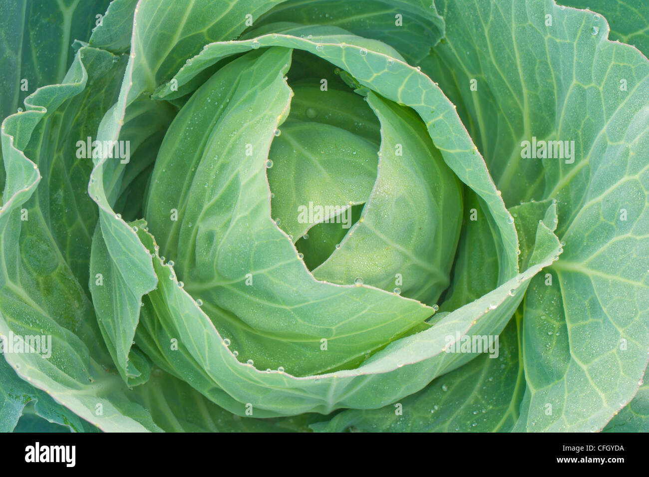 Organic cabbage plant hi-res stock photography and images - Alamy