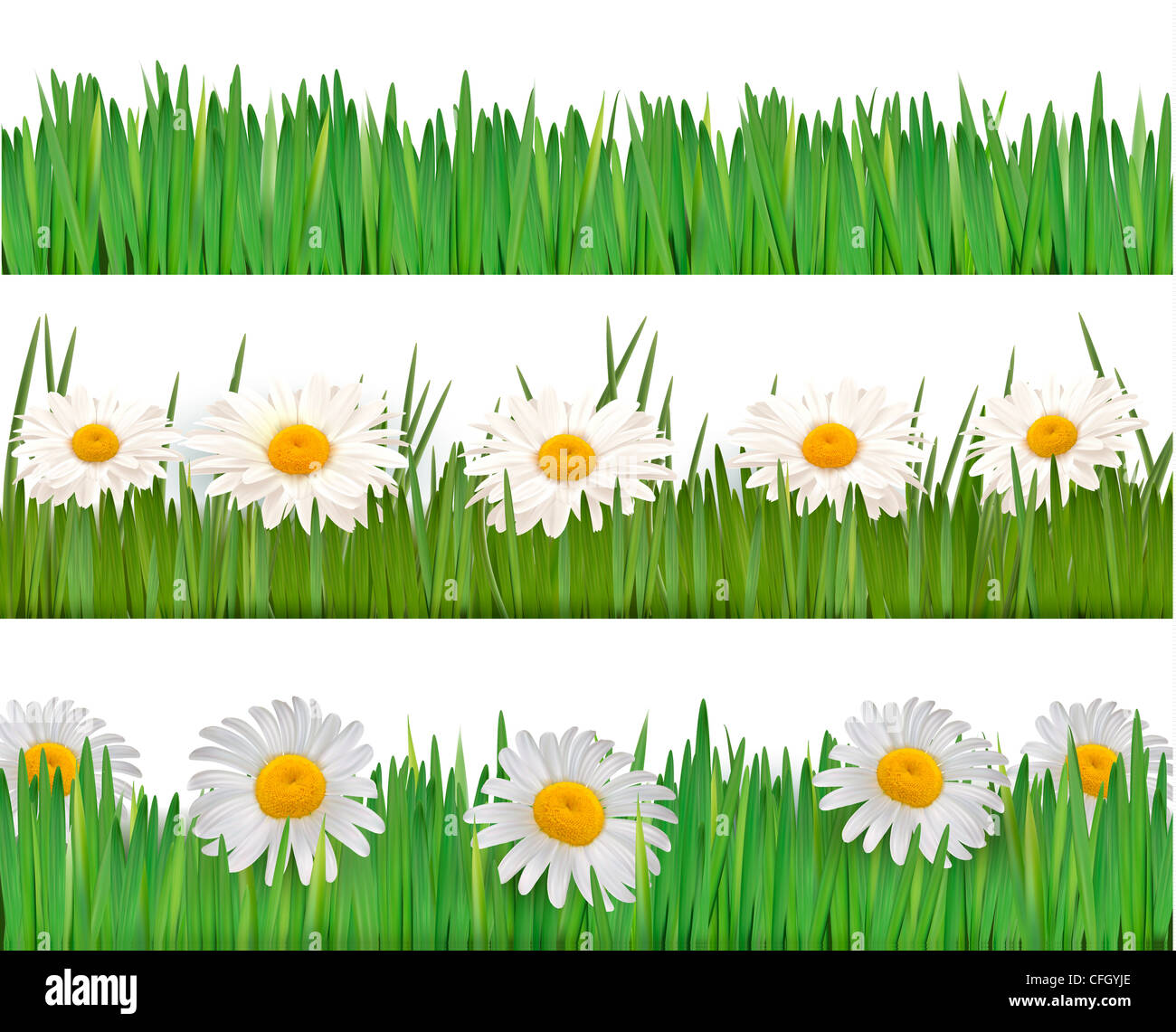 Fresh grass and daisy borders Stock Photo - Alamy