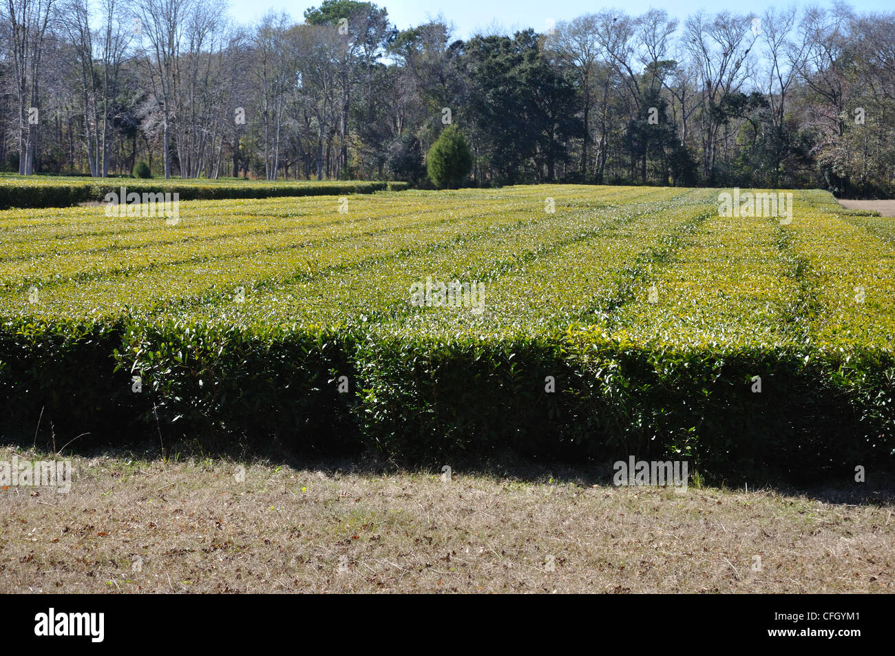 The Charleston Tea Plantation, South Carolina - the only place in the ...