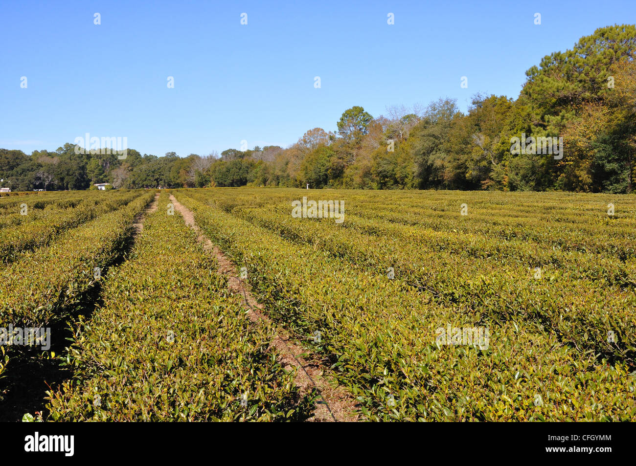 The Charleston Tea Plantation, South Carolina - the only place in the ...