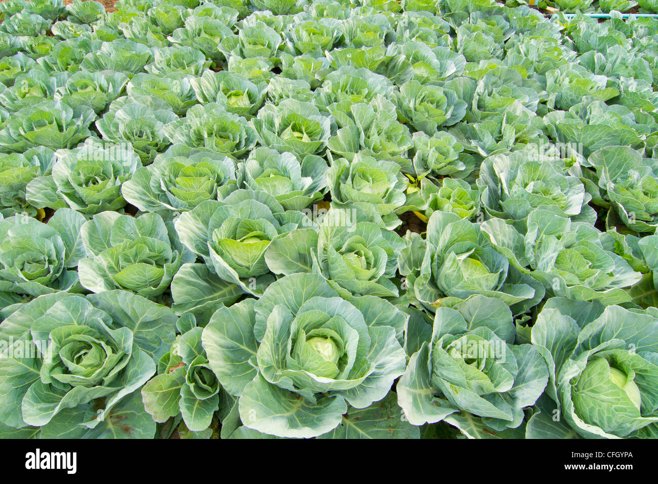 Irrigation in a cabbage field hi-res stock photography and images - Alamy