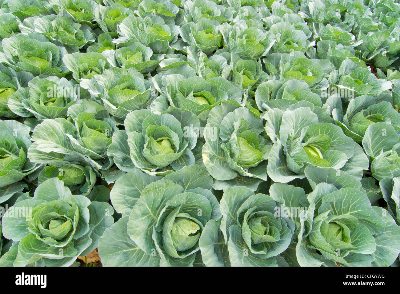 Irrigation in a cabbage field hi-res stock photography and images - Alamy