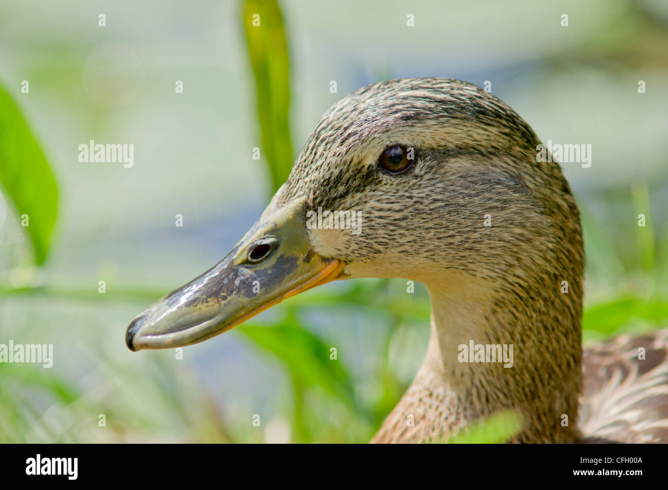 Lady duck hi-res stock photography and images - Alamy