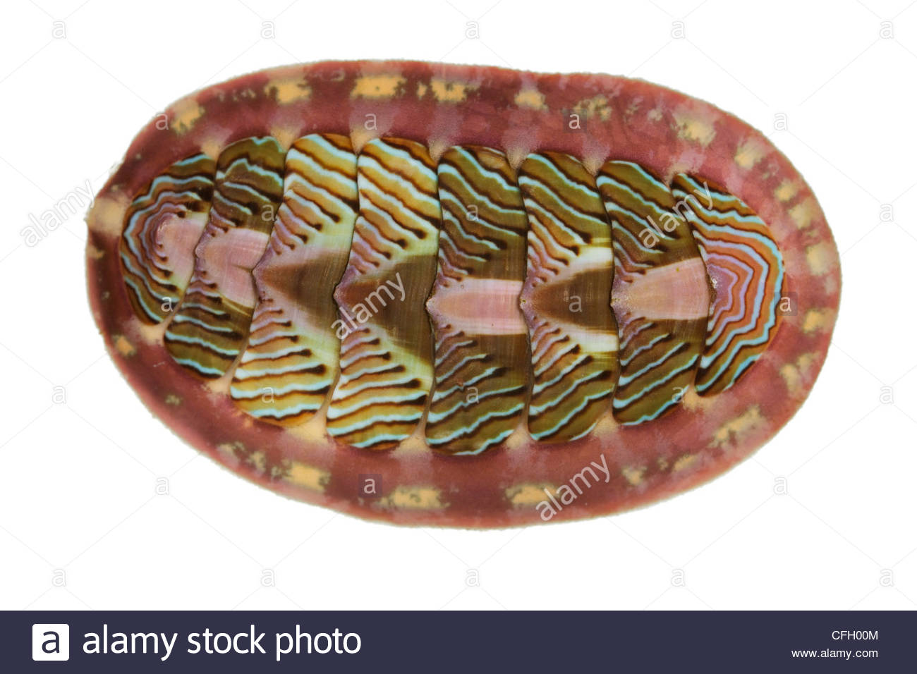 Chitons Mollusks Stock Photos & Chitons Mollusks Stock Images - Alamy