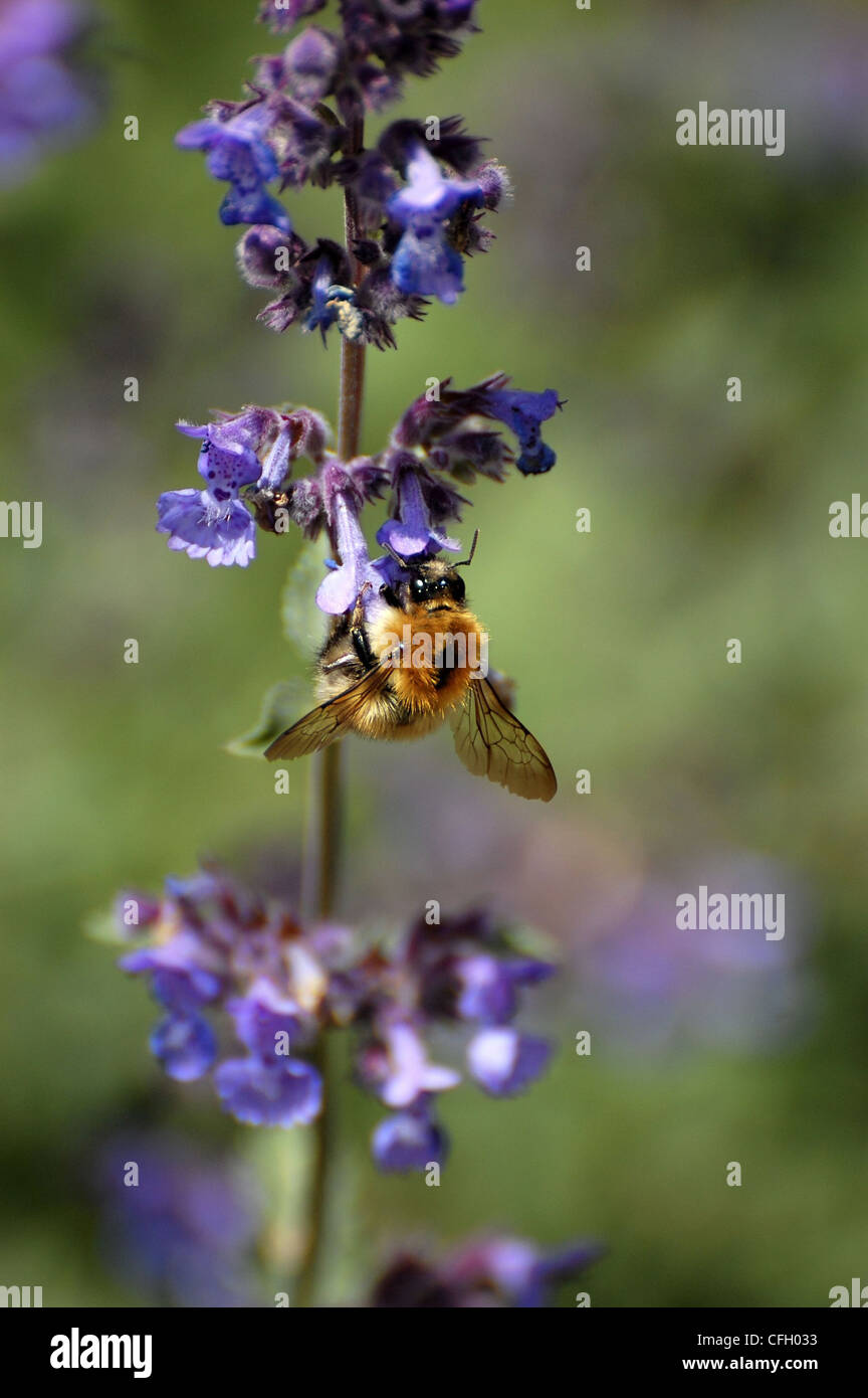 Bumblebee extracting pollen from blue and purple flowers Stock Photo ...