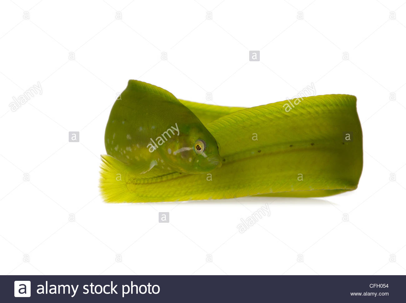 Gunnel Fish Stock Photos & Gunnel Fish Stock Images - Alamy