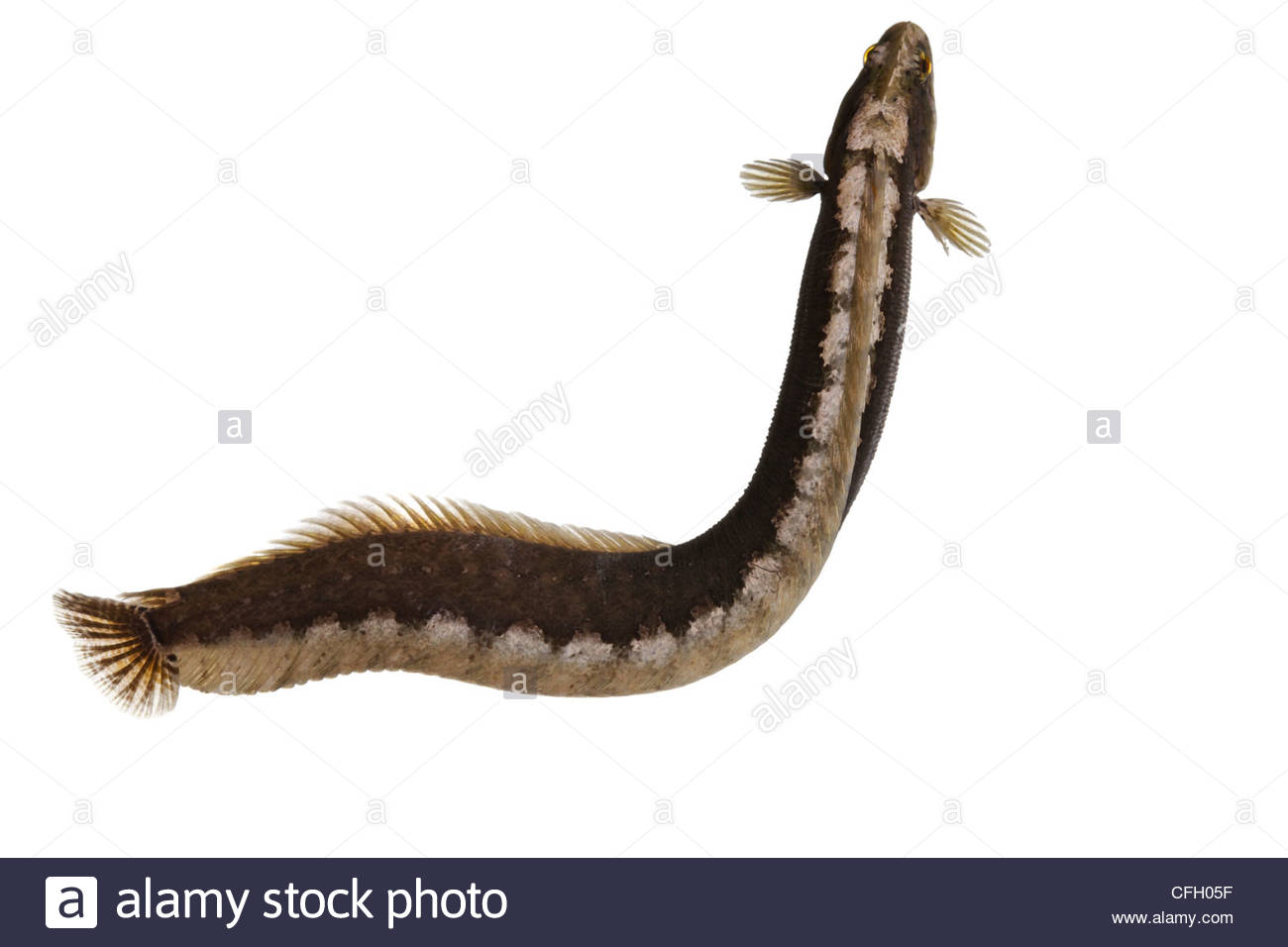 Monkeyface Stock Photos & Monkeyface Stock Images - Alamy