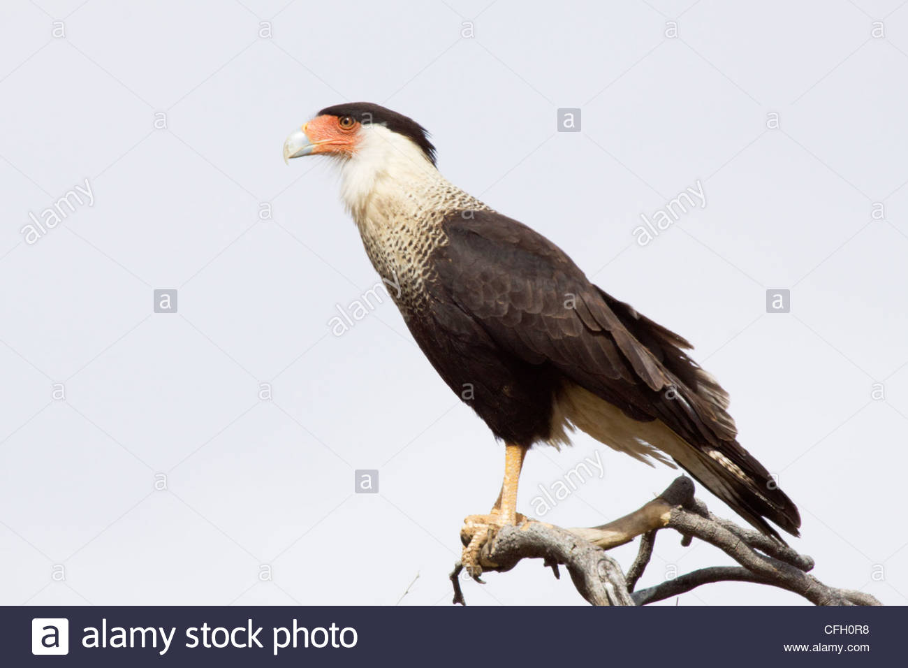 Mexican Eagle High Resolution Stock Photography and Images - Alamy
