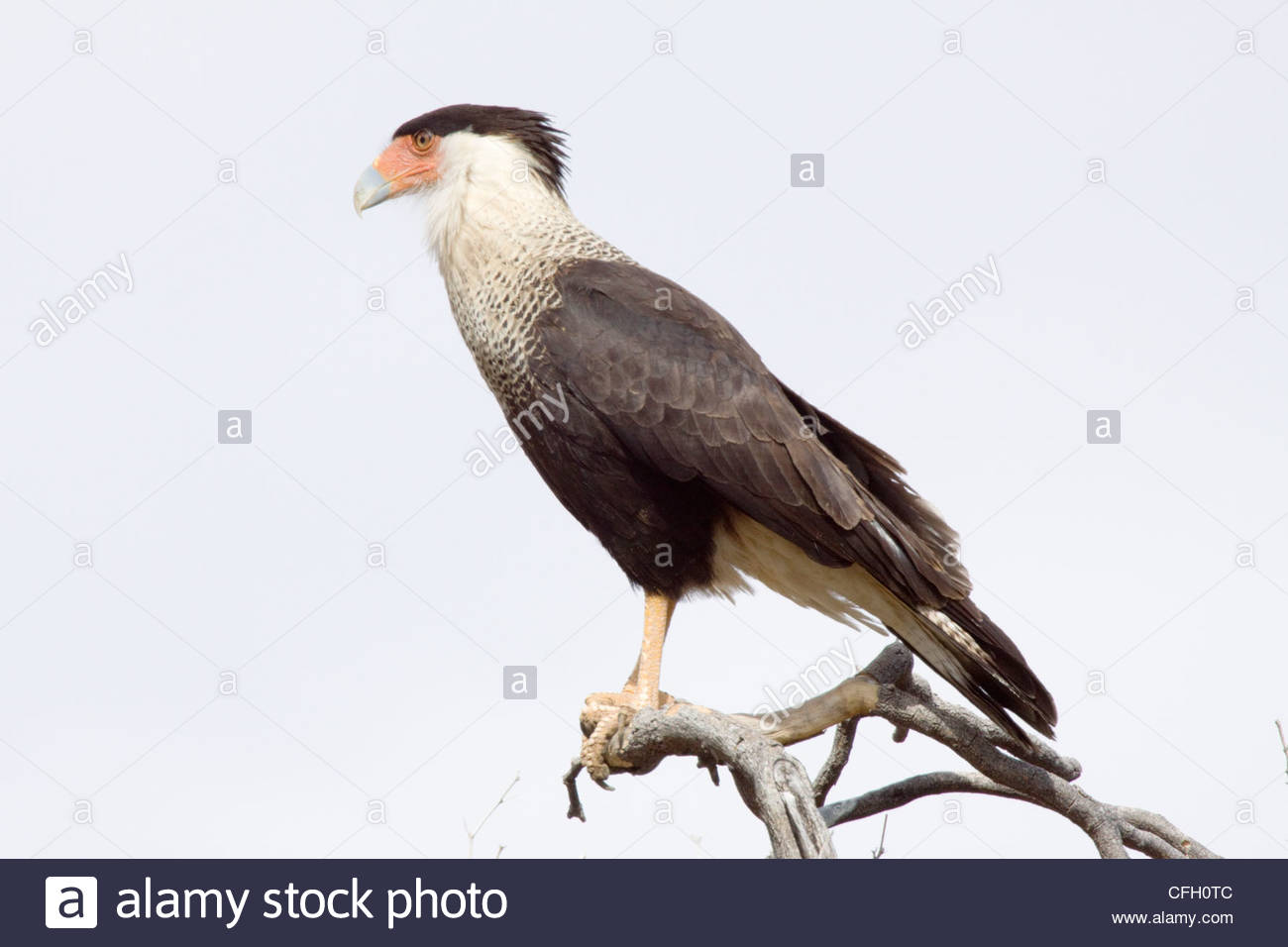 Mexican Eagle High Resolution Stock Photography and Images - Alamy