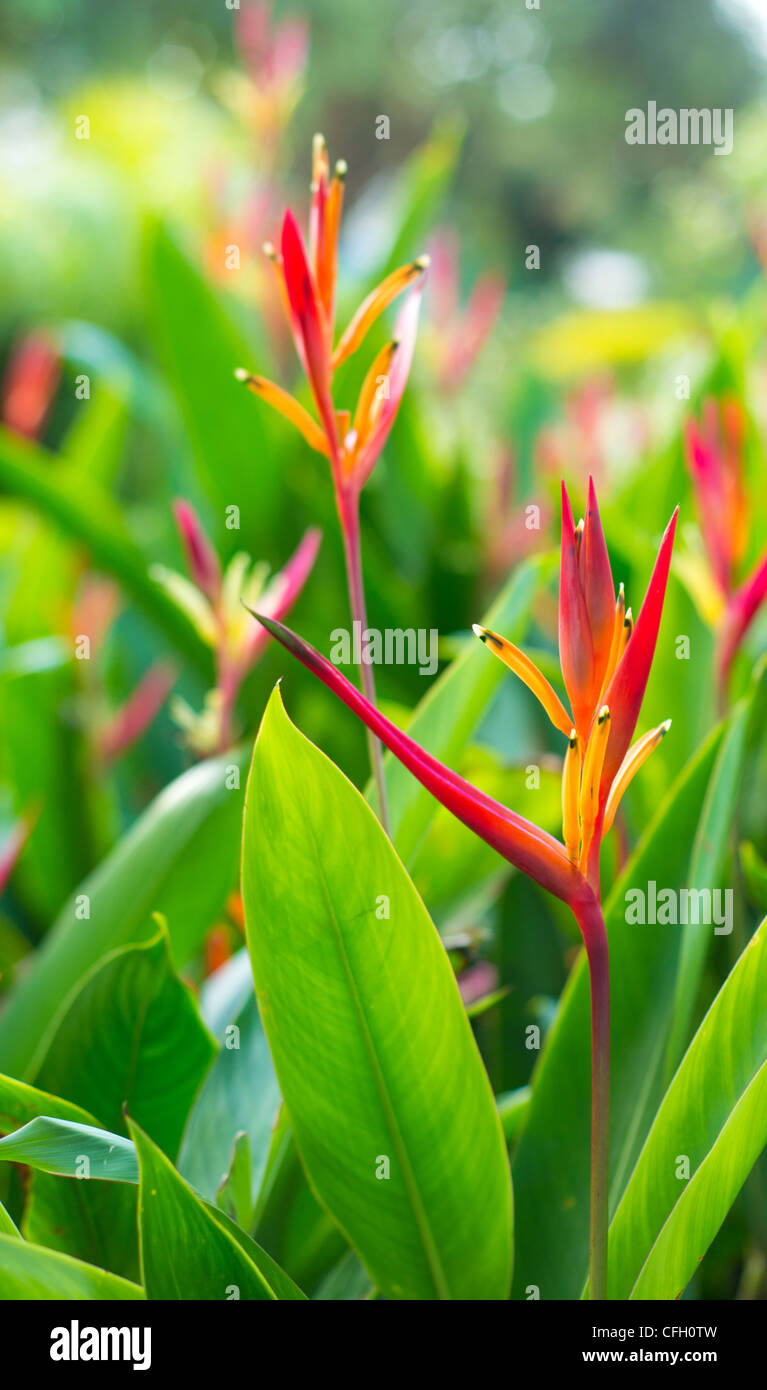 Heliconia plant hi-res stock photography and images - Alamy