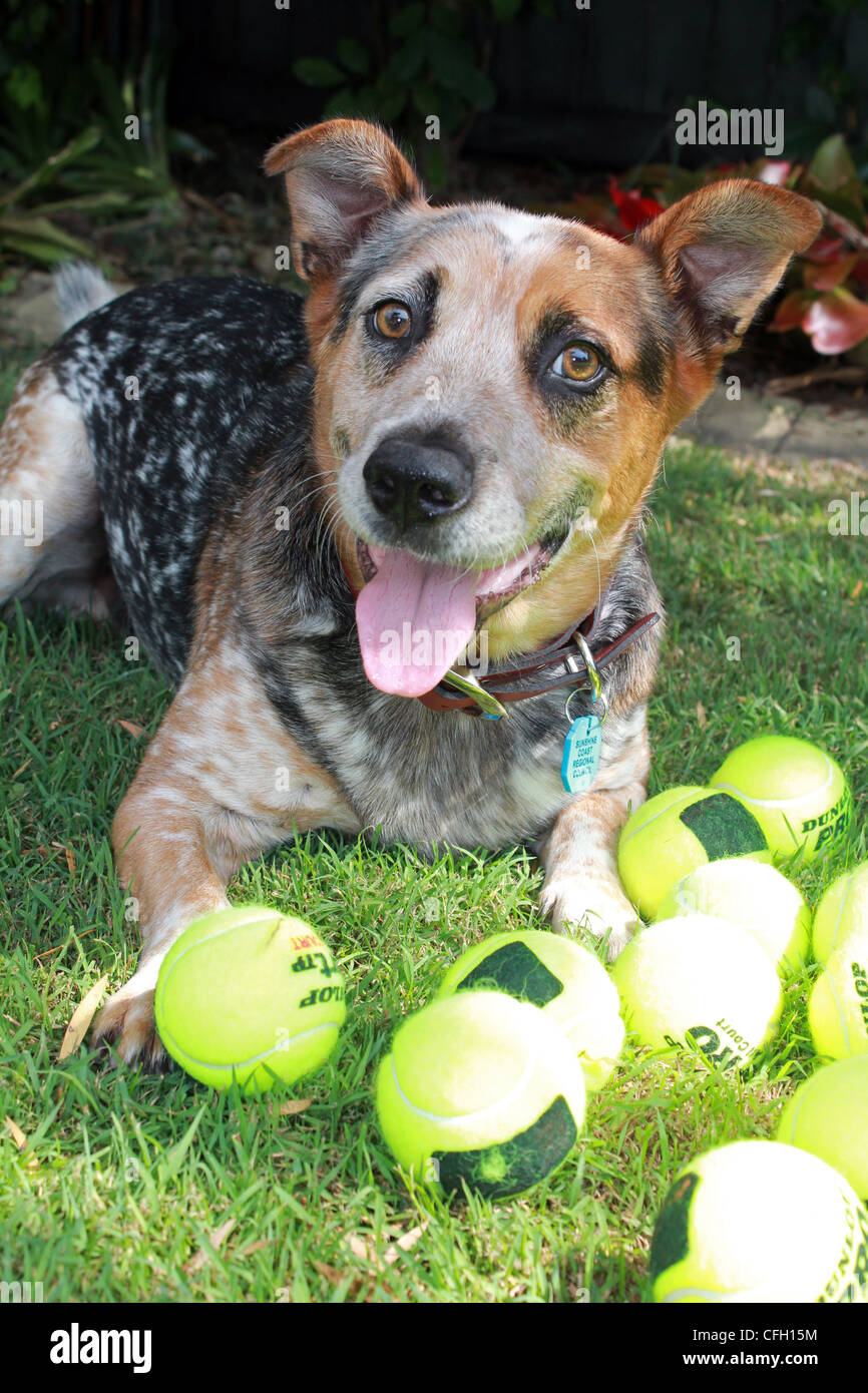Australian Cattle Dog Cross High Resolution Stock Photography and ...