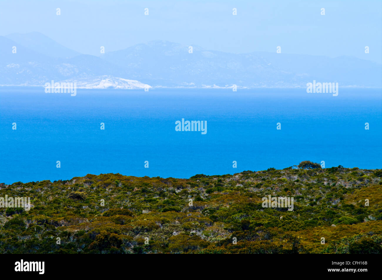 Coastal Tea Tree heath on a hillside overlooking a bright blue ocean ...