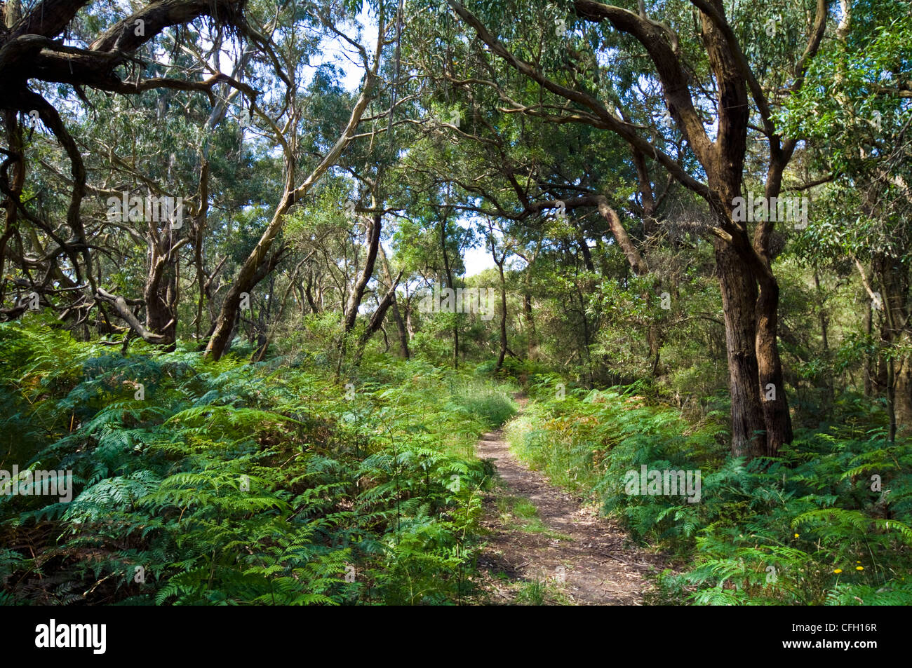 A bracken-lined bushwalking trail leads through forest to a wetland ...