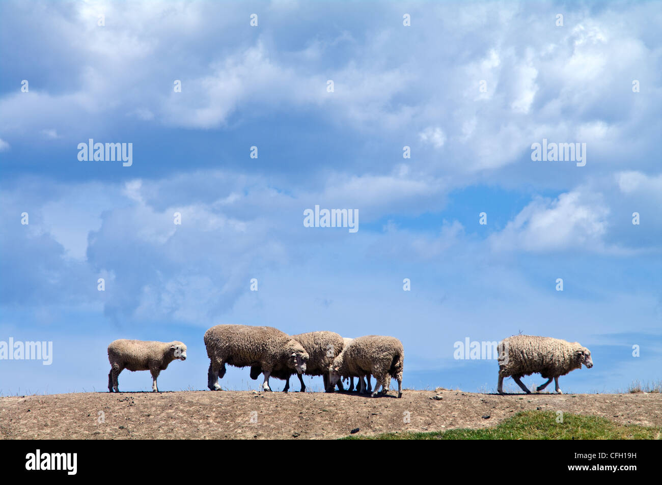 A flock of sheep stand on a dirt dam wall on a hot summers day Stock ...